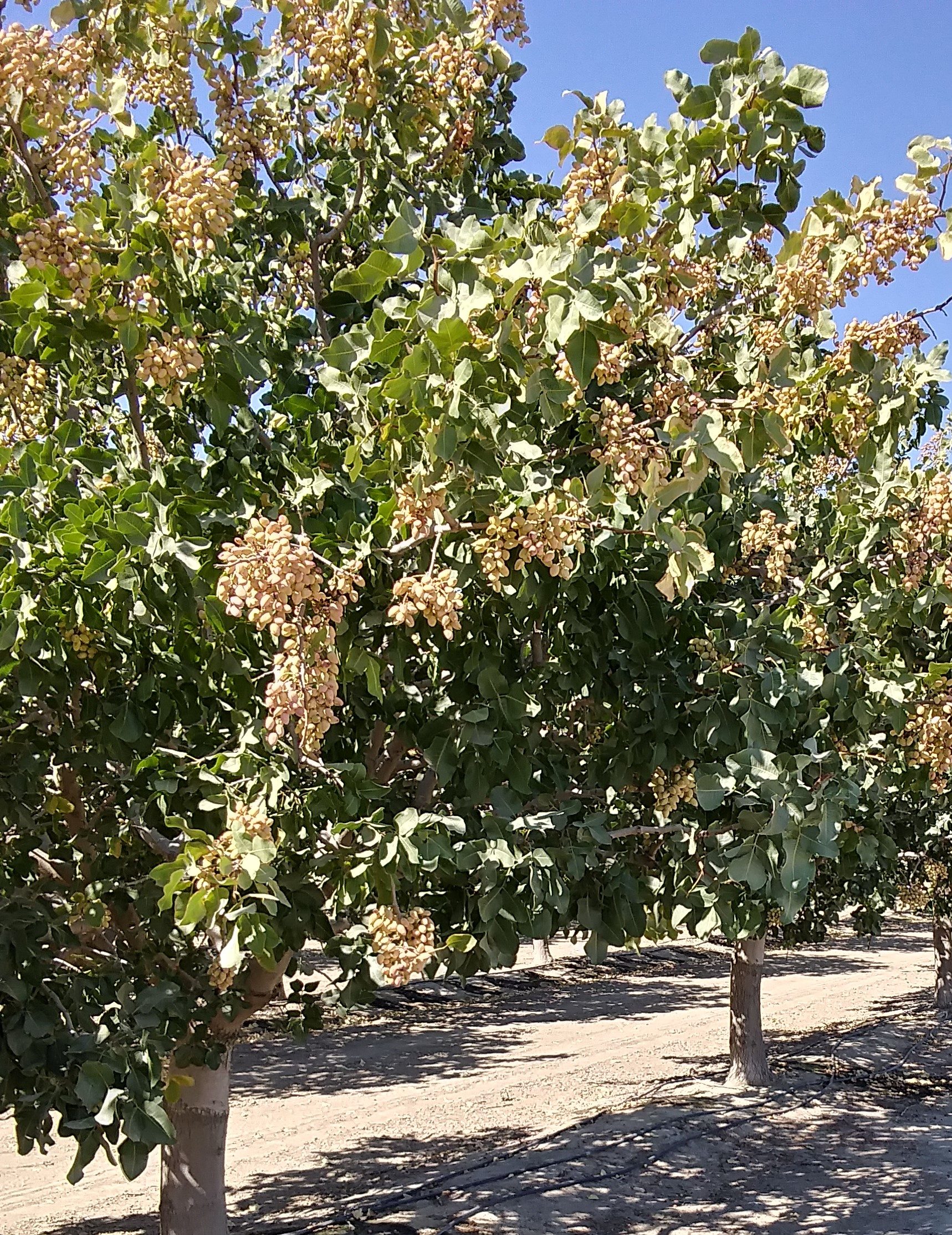 American Pistachio Growers SGMA Survival Toolkit Nov. 5th, 6th and 12th ...